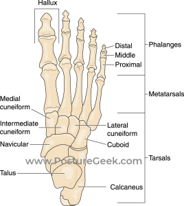 Foot and Ankle Anatomy - A base of support for all above.