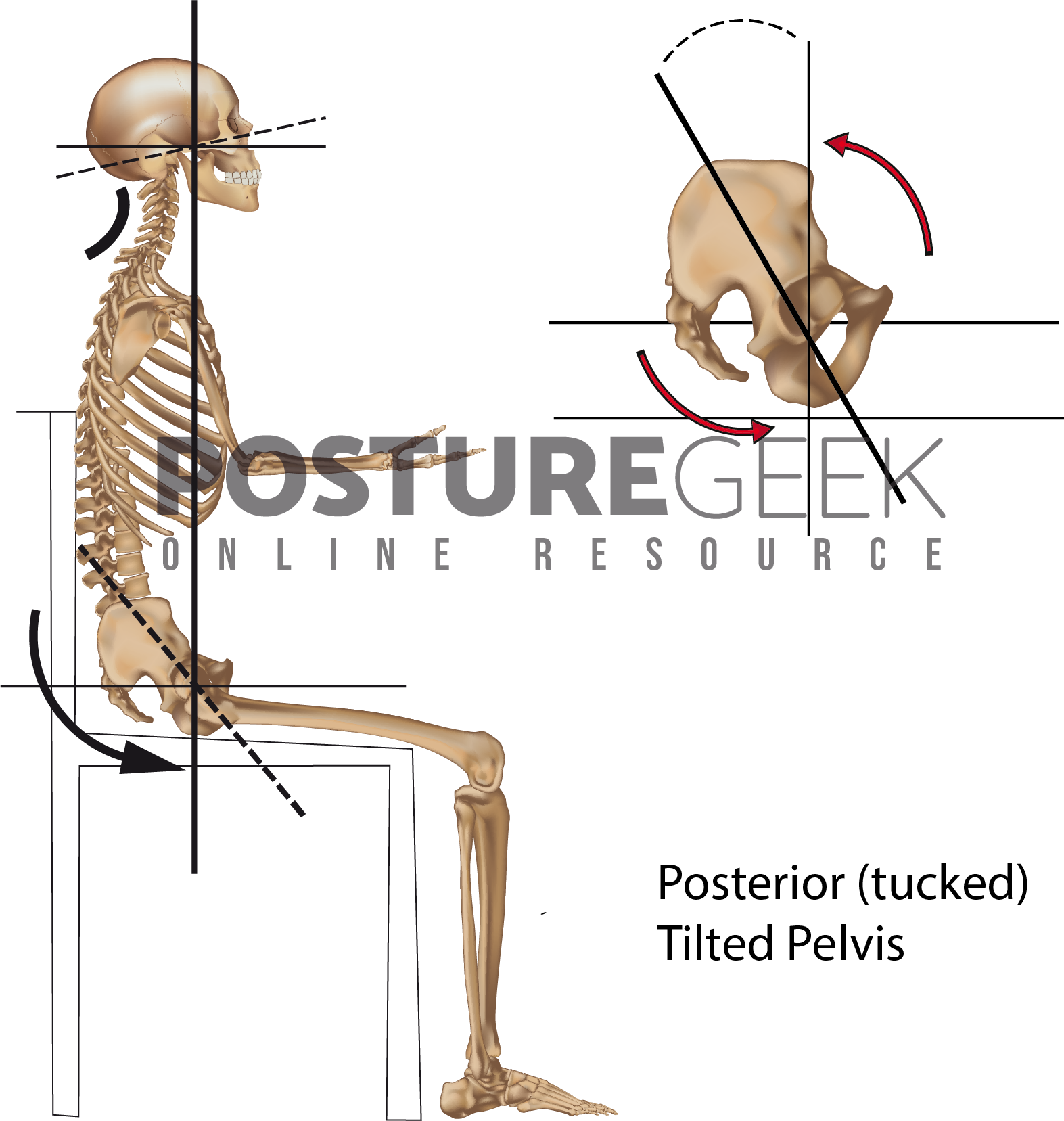 Sitting Posture Considerations - What About My Pelvis - Posture Geek