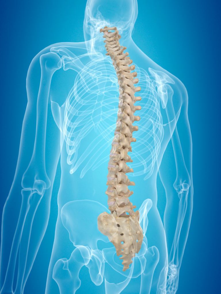 The Anatomy of the Spine | PostureGeek.com