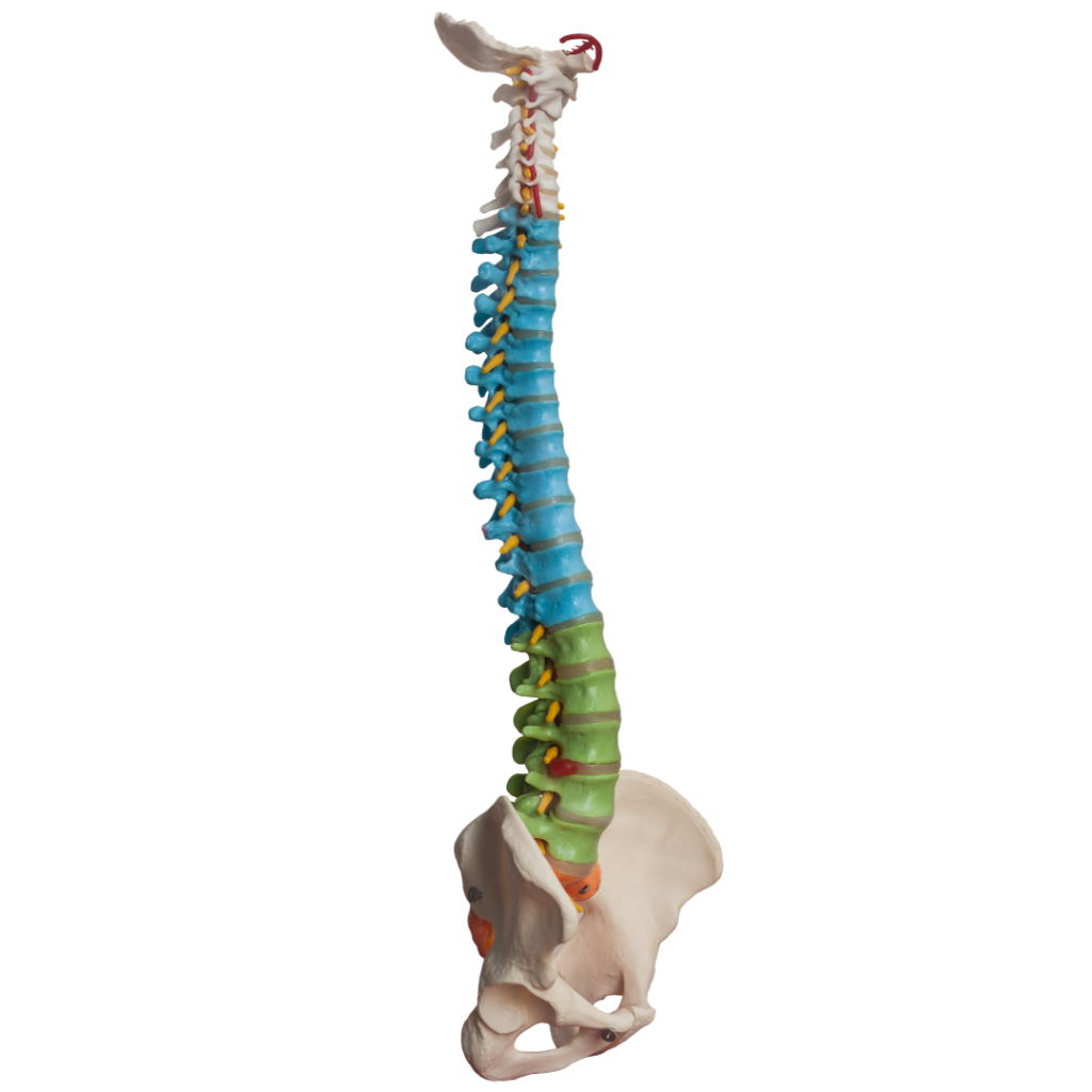 The Anatomy of the Spine | PostureGeek.com