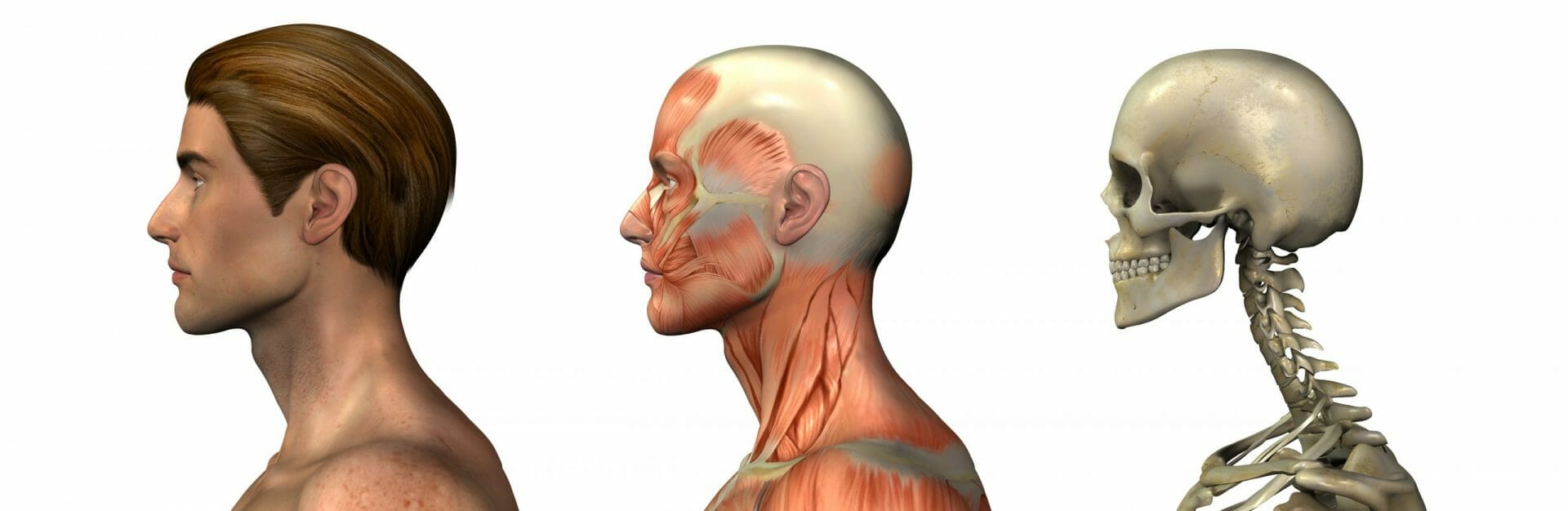 Head and Neck Anatomy: Posture Tips & Key Functions