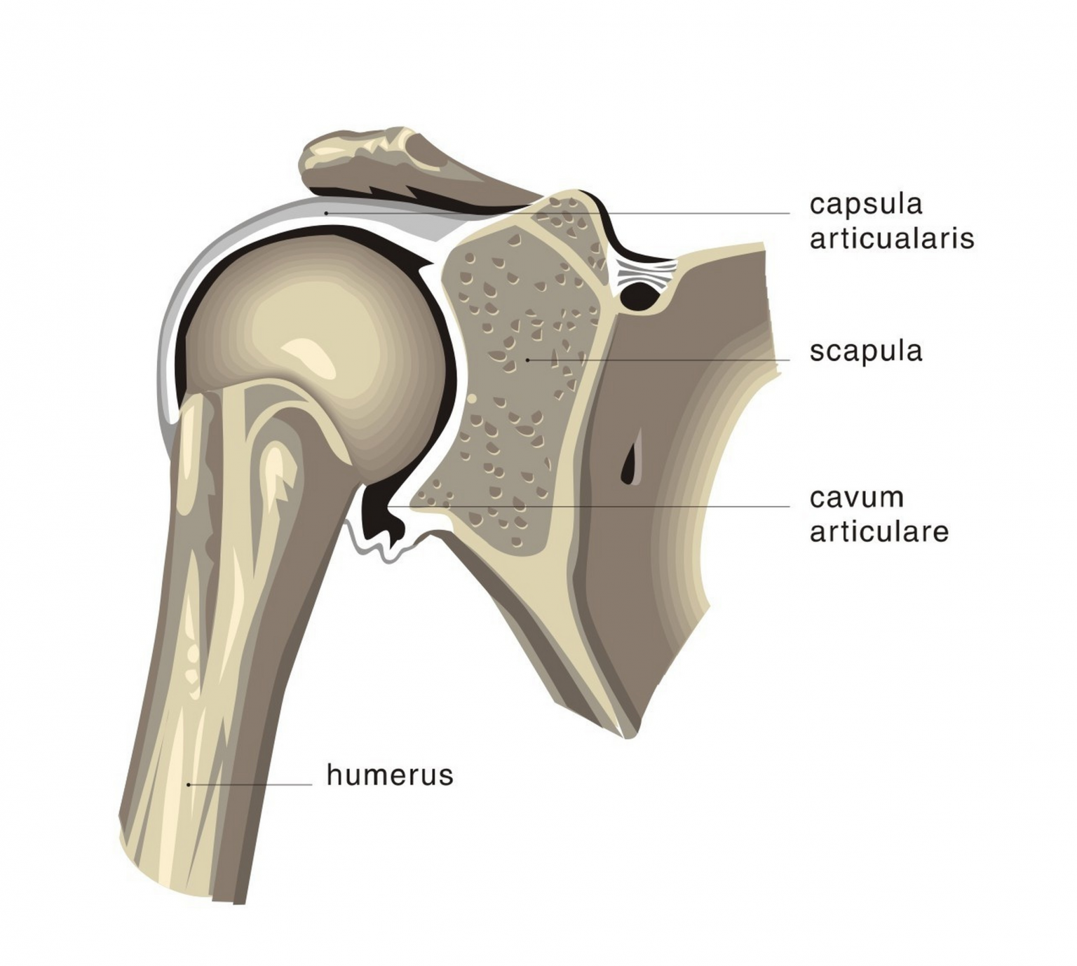 SHOULDER GIRDLE and UPPER EXTREMITY - POSTURE GEEK