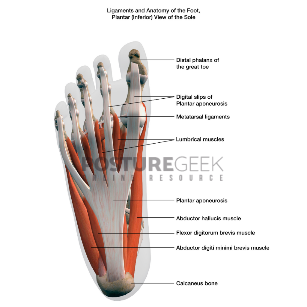 What is plantar fasciitis? | PostureGeek.com