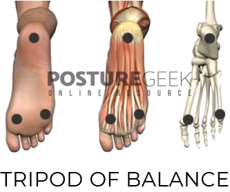 Foot and Ankle Anatomy - A base of support for all above.