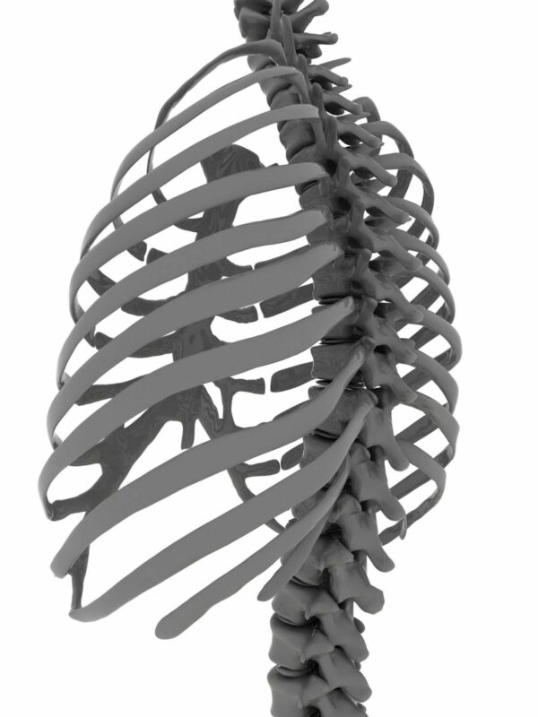 Rib Cage / Thorax affect on posture - Posture Geek