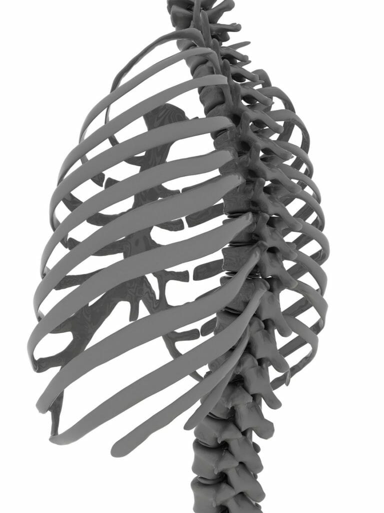 Rib Cage / Thorax affect on posture - Posture Geek