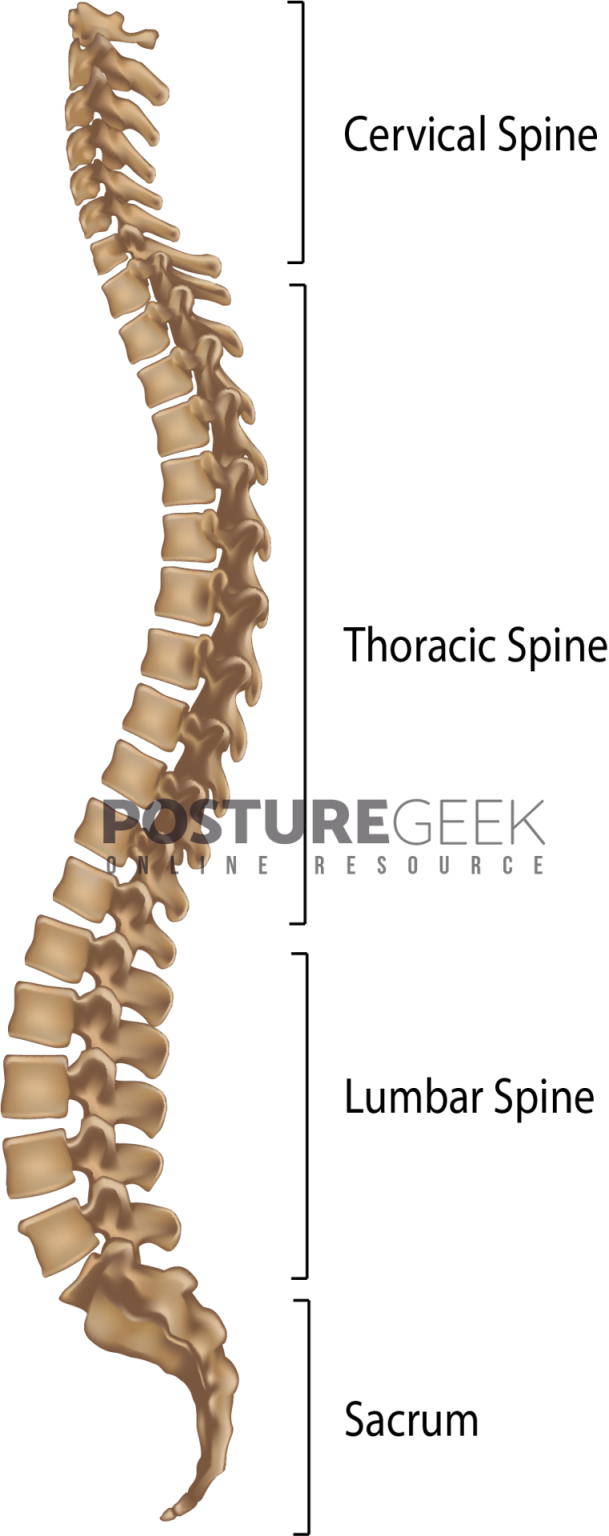 How To Know You Have Flat Back Posture | PostureGeek.com
