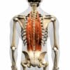 Erector Spinae Muscles: Key to Spine Health | PostureGeek.com