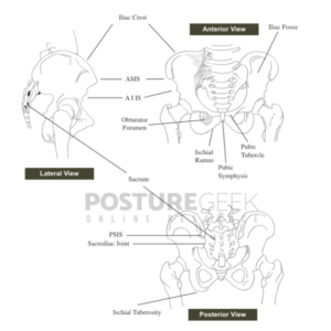 Pelvic Tilt: All You Need To Know | PostureGeek.com