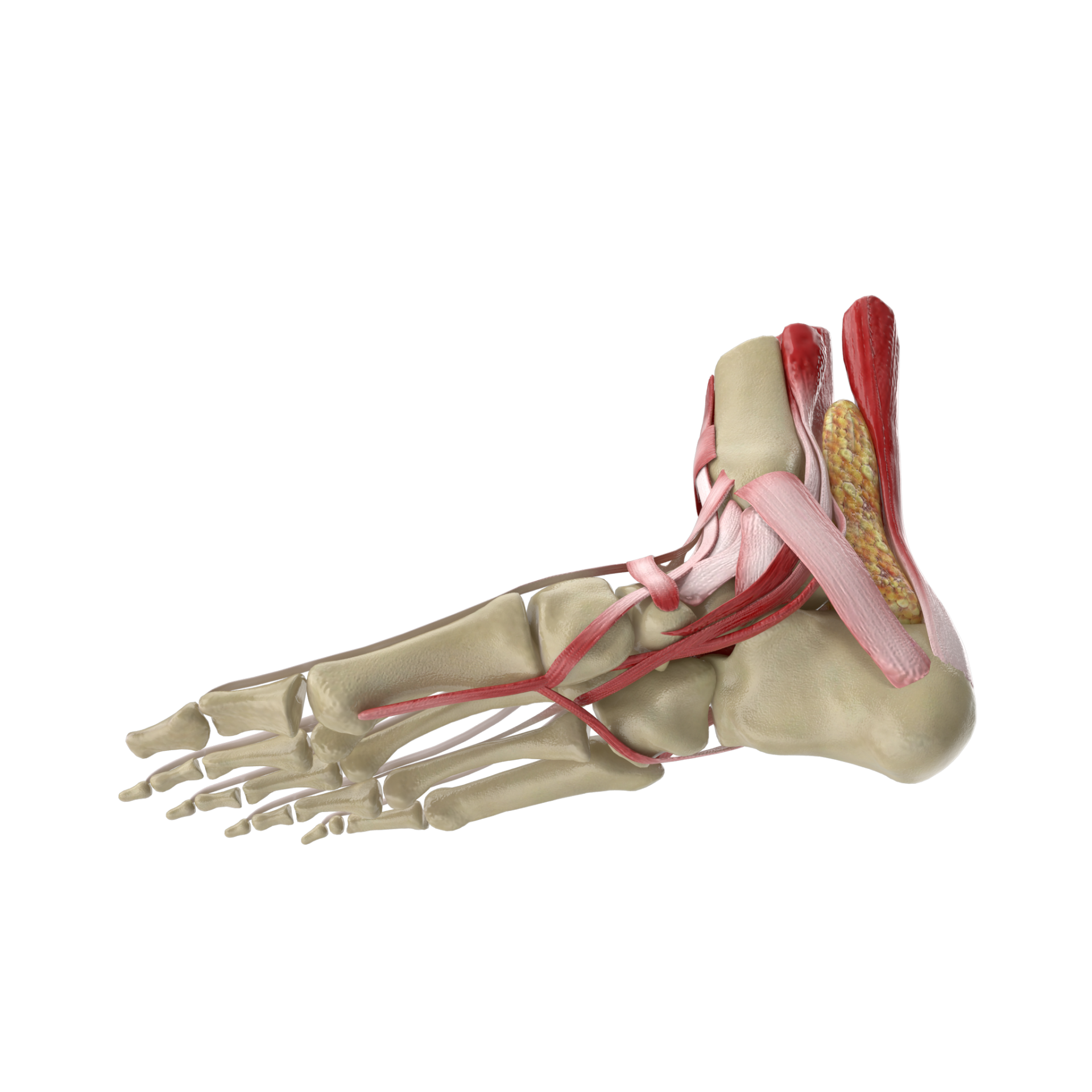 The Big Toe and How It Affects Walking | PostureGeek.com