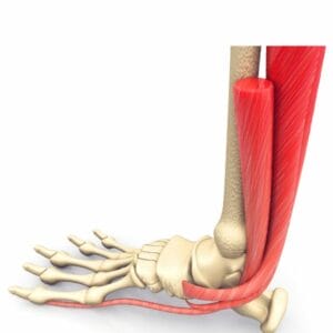 The Big Toe and How It Affects Walking | PostureGeek.com