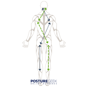 Tensegrity: A Powerful Model for Better Posture | PostureGeek.com