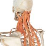 Head and Neck Anatomy: Posture Tips & Key Functions