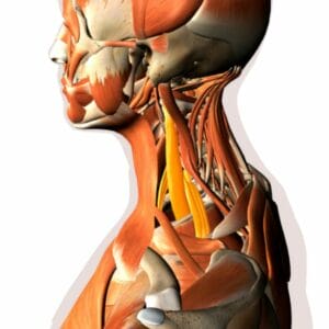 Deep Neck Muscles: Posture, Jaw, and Shoulder Alignment