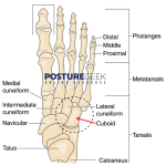 Cuboid Syndrome: Causes, Symptoms, Diagnosis & Treatment