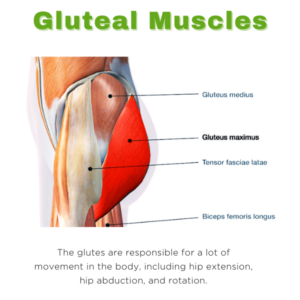 Why Glute Activation Is Essential For A Healthy Body