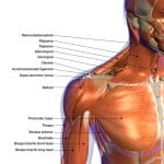 Uneven Shoulders: Why is one shoulders higher than the other?