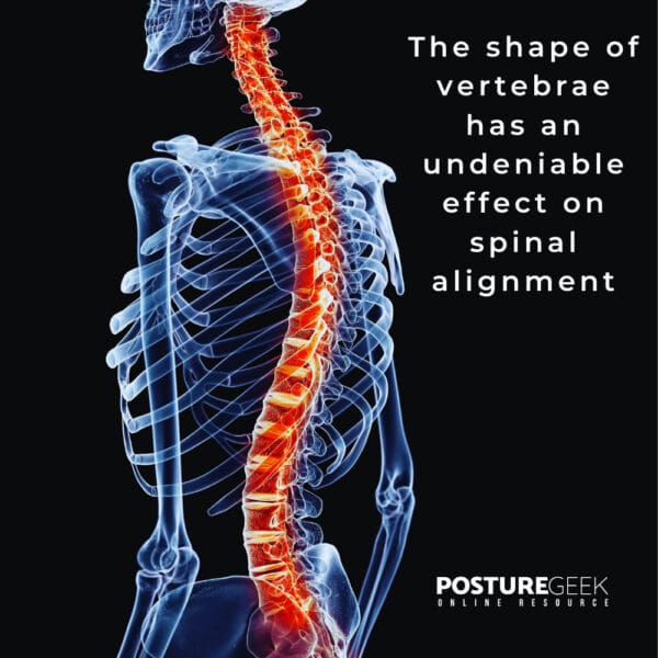 The Importance Of The Vertebrae Shape