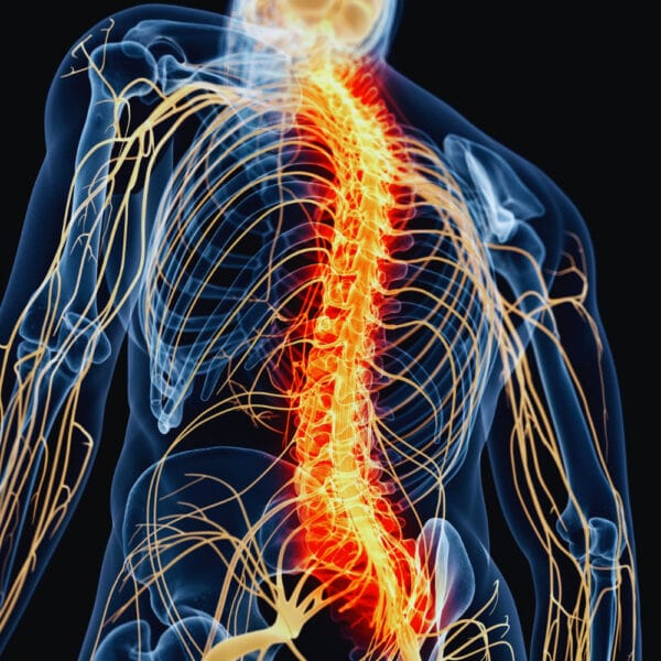 The Importance Of The Vertebrae Shape