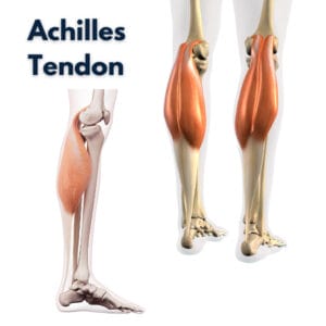 Achilles Tendon: The Body's Powerful yet Vulnerable Link