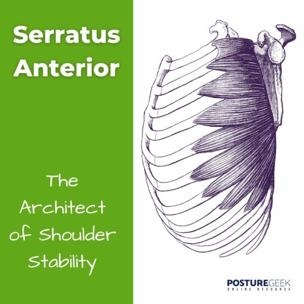 Serratus Anterior | PostureGeek.com