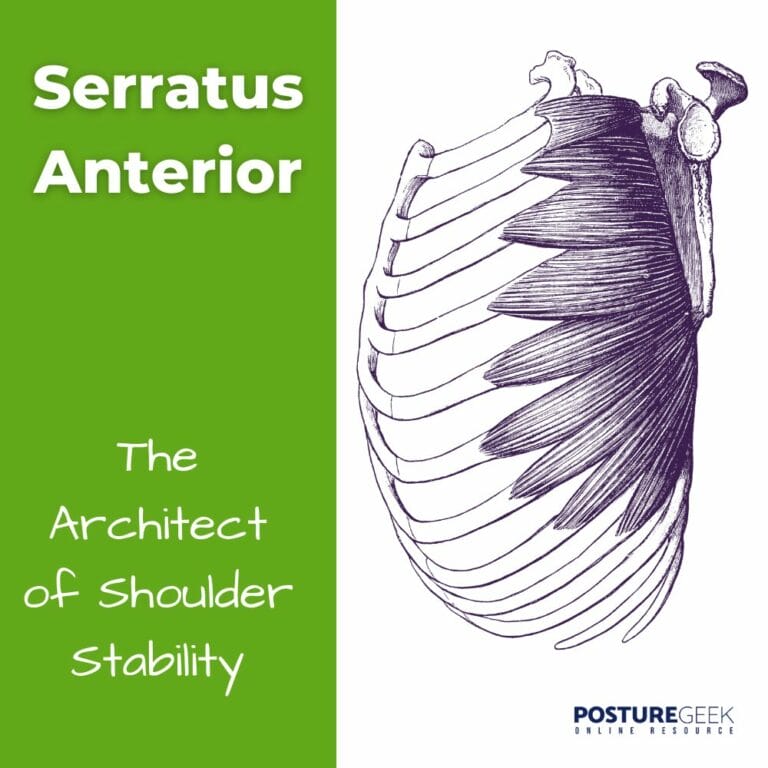 Serratus Anterior | PostureGeek.com