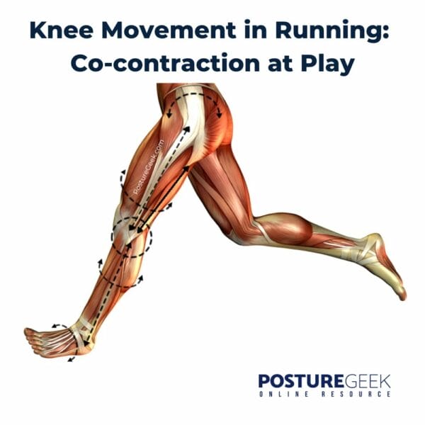Muscle Co-contraction: Key Insights for Movement and Therapy