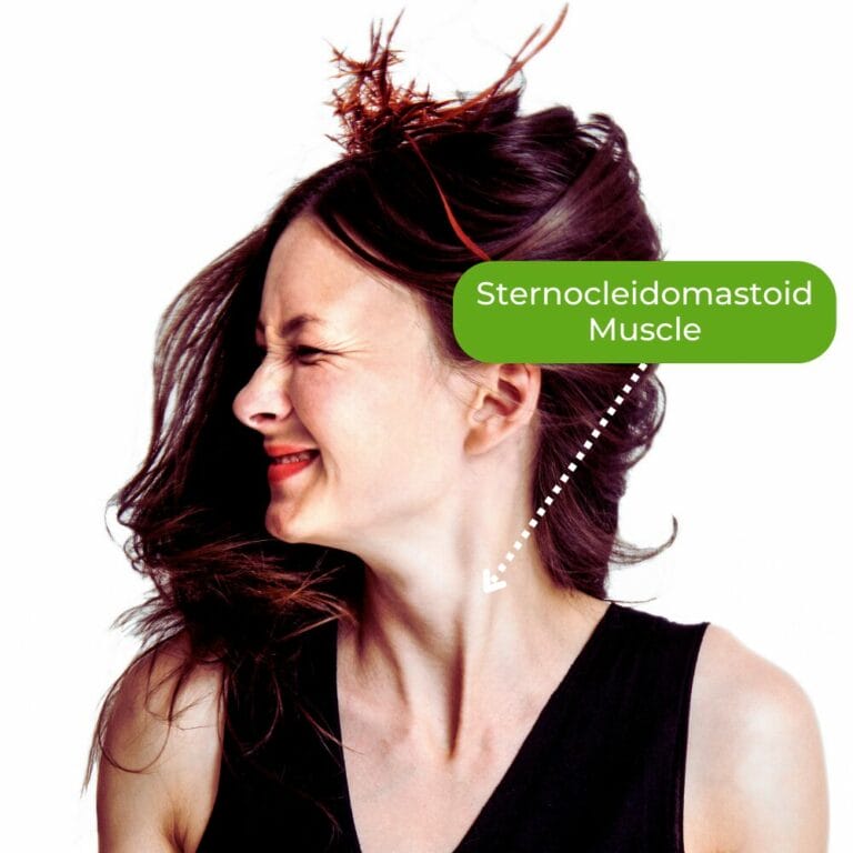 Sternocleidomastoid Muscle: Functions, Disorders, and Care