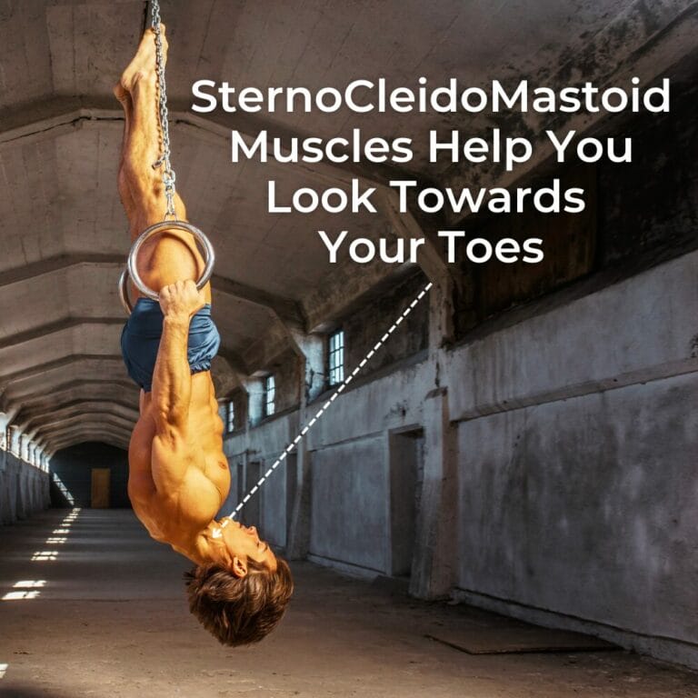 Sternocleidomastoid Muscle: Functions, Disorders, and Care