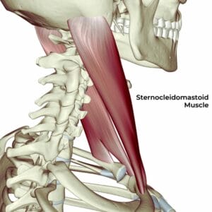 Sternocleidomastoid Muscle: Functions, Disorders, and Care