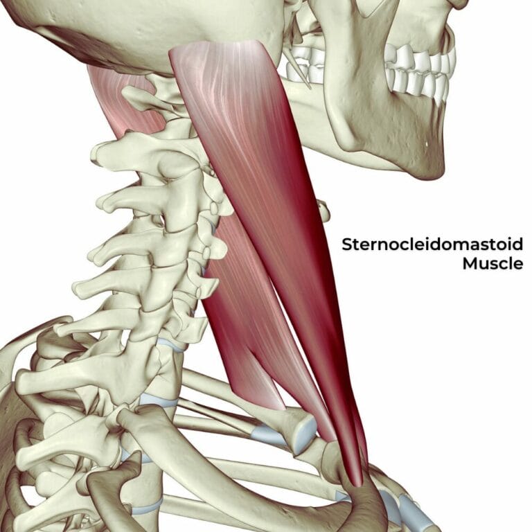 Sternocleidomastoid Muscle: Functions, Disorders, and Care