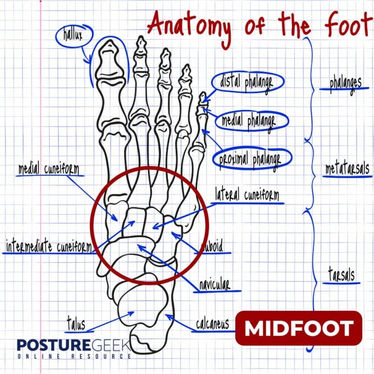 Midfoot: Importance, Care, and Common Issues