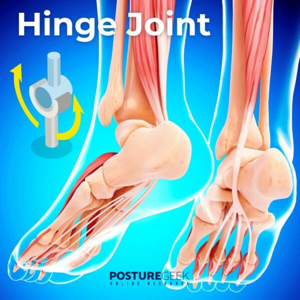 Types Of Joints: The Key Players In Human Movement