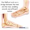 Midfoot: Importance, Care, and Common Issues