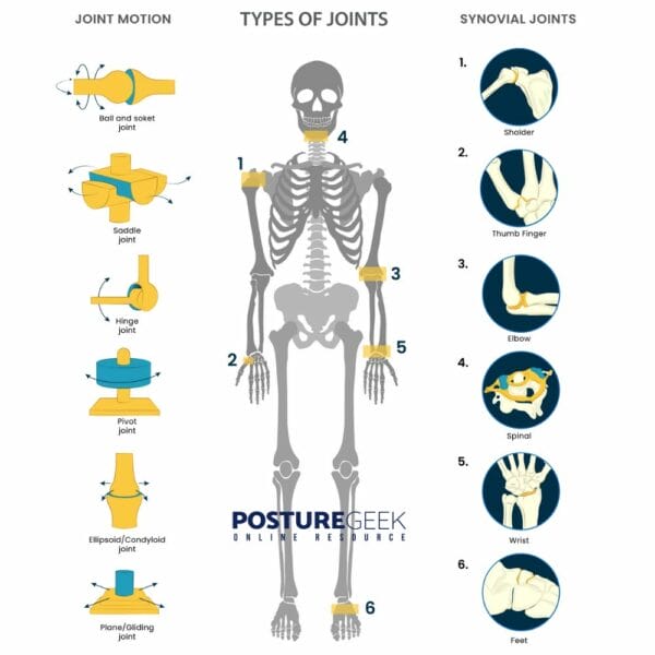 Types Of Joints: The Key Players In Human Movement