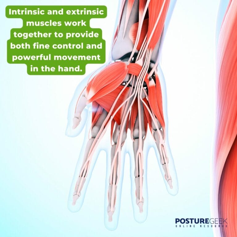Intrinsic vs Extrinsic Muscles: Key to Posture & Movement Balance