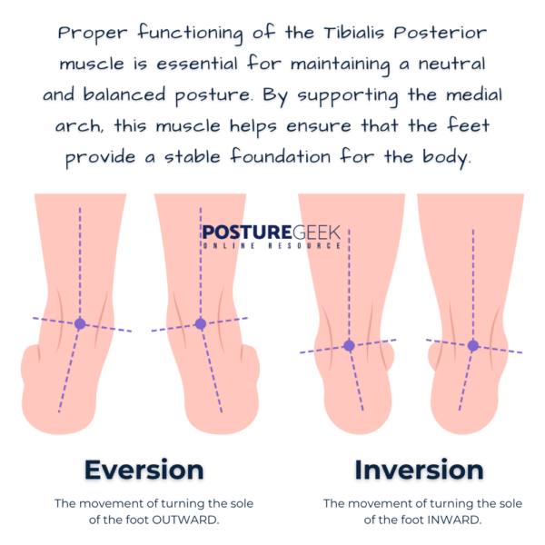 Tibialis Posterior: Functions, Importance, and Role in Movement