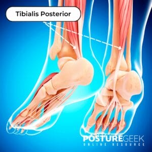 Tibialis Posterior: Functions, Importance, and Role in Movement