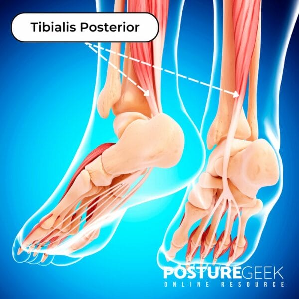 Tibialis Posterior: Functions, Importance, and Role in Movement