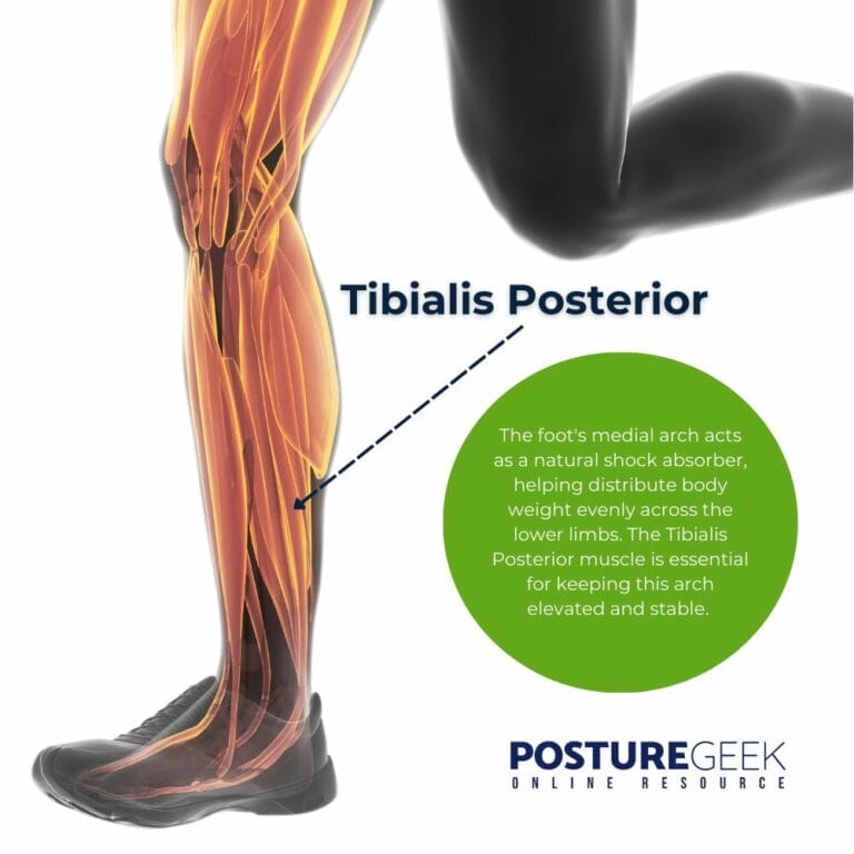 Tibialis Posterior: Functions, Importance, and Role in Movement