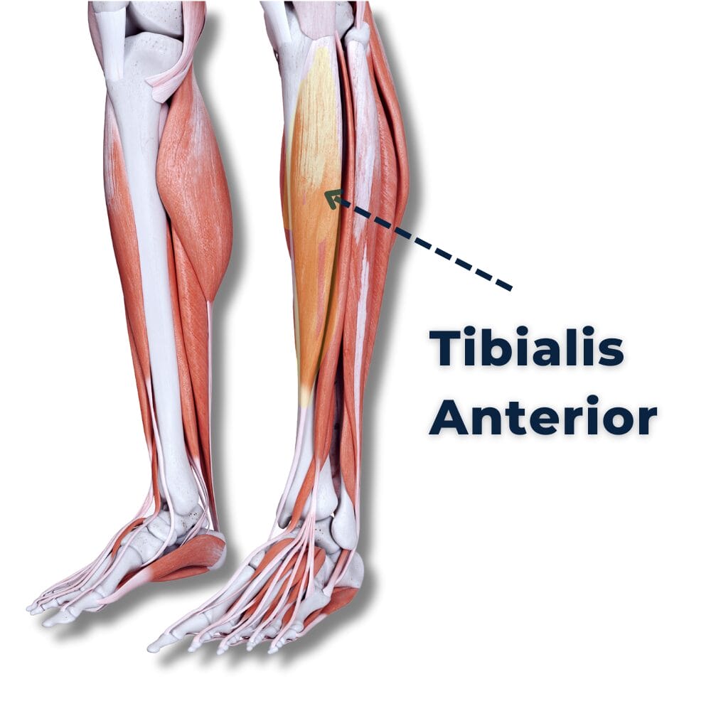 Tibialis Anterior Key Functions And Role In Movement