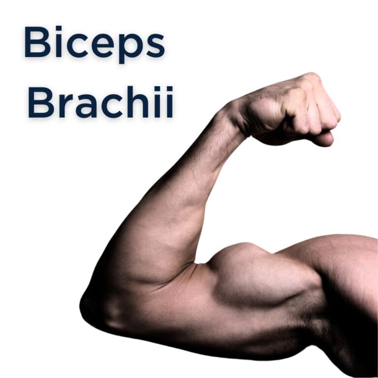 Muscle Fiber Structure: How It Influences Function