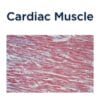 Muscle Fiber Structure: How It Influences Function