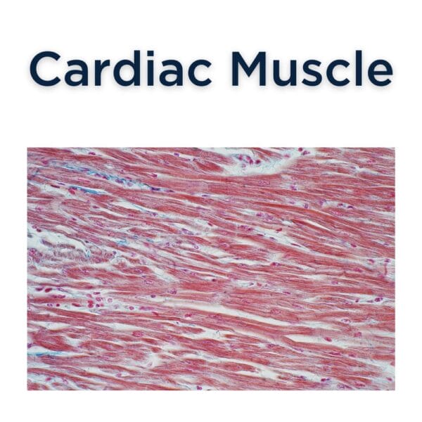 Muscle Fiber Structure: How It Influences Function