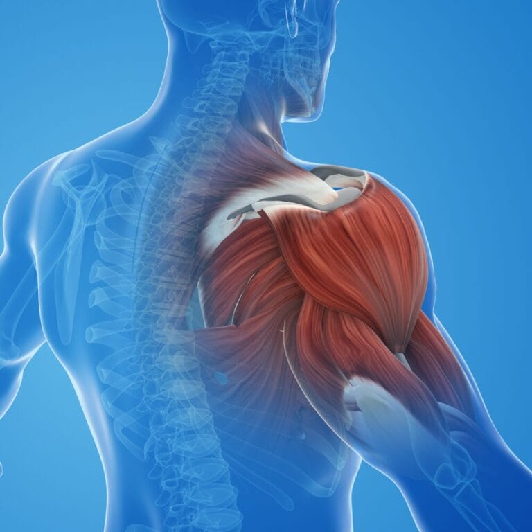 Muscle Fiber Structure: How It Influences Function
