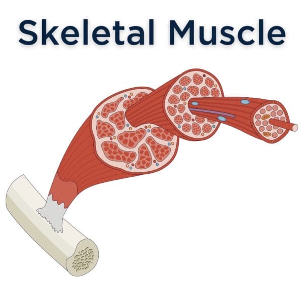 Muscle Fiber Structure: How It Influences Function