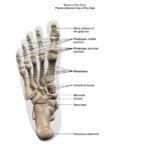 Forefoot Mechanics for Better Movement and Posture